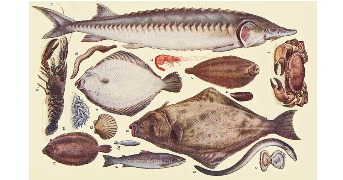 Brain Power - Fish Quiz - By nabean