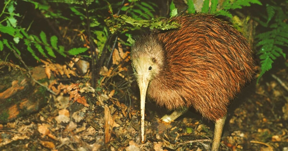 Native Animals of Aotearoa New Zealand Quiz - By Red_Bear