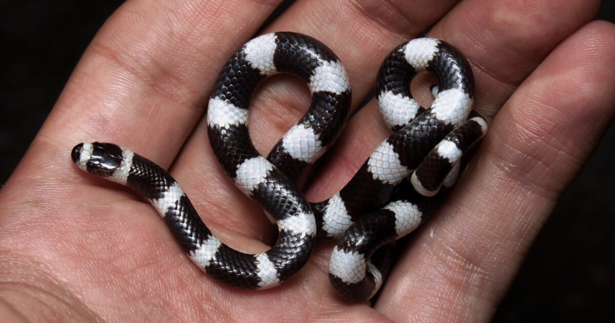 Short Order: Snakes by Scrabble Points Quiz - By BigGJohnsCreek