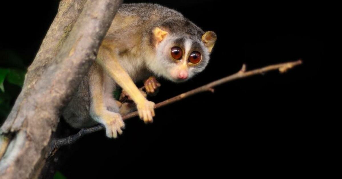 Order Up: Red Slender Loris Taxonomy! Quiz - By sparkblip