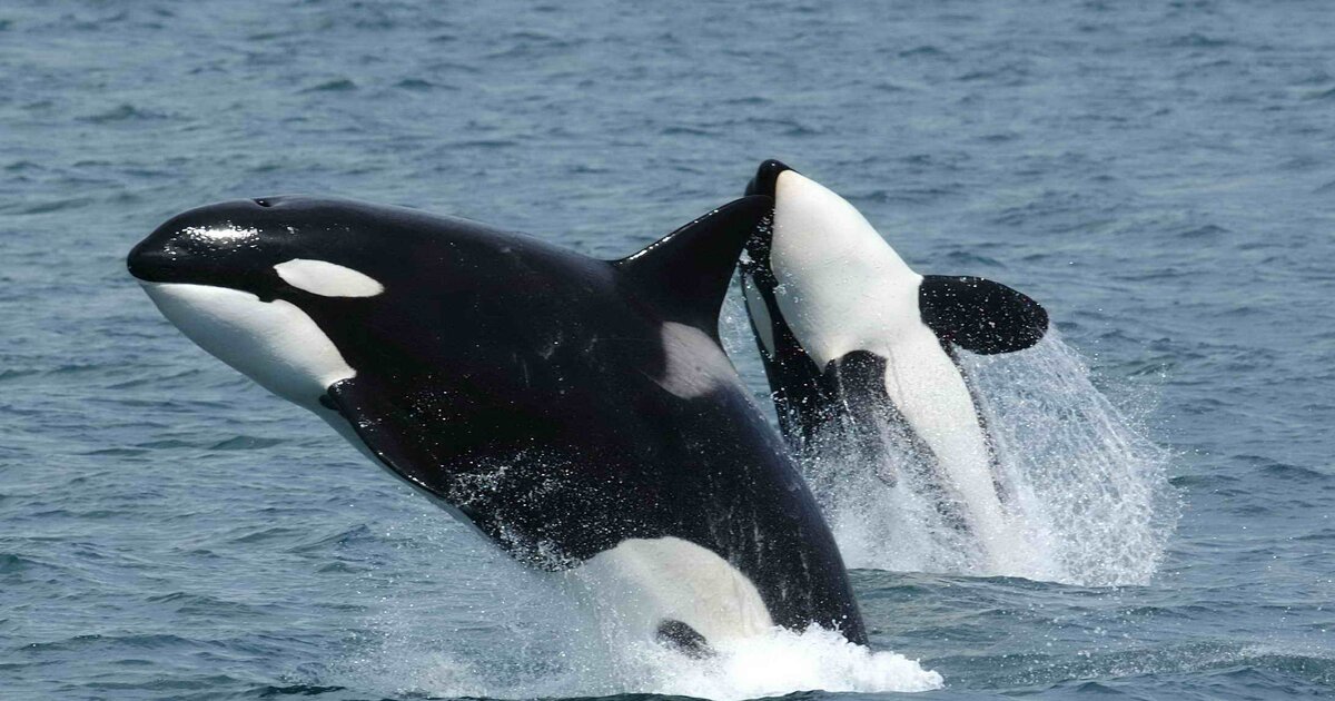 Crossword: Orca Quiz - By DankalorYT