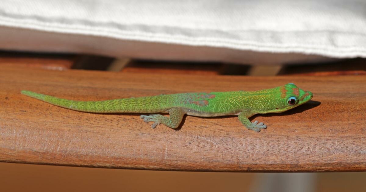 Order Up: Gold Dust Day Gecko Taxonomy! Quiz - By sparkblip