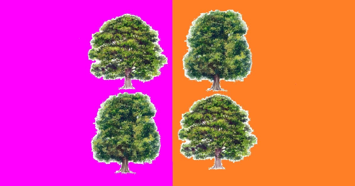 Sycamores and Chestnuts 7 - Colour Mis-Match Quiz - By FGR