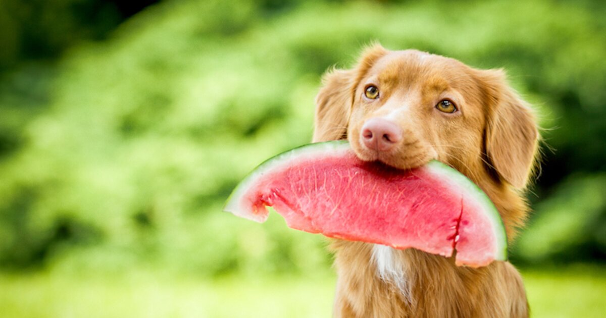 Animals Celebrating National Watermelon Day Quiz - By daisy887