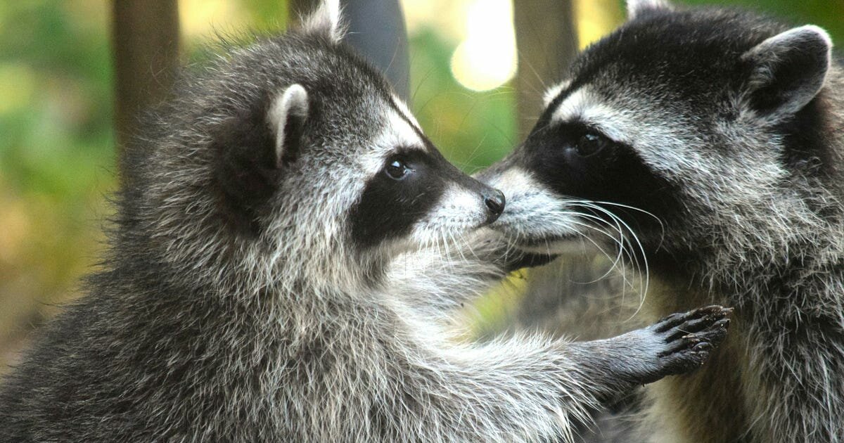 Animal Dating Profiles Quiz - By OtisBushtail