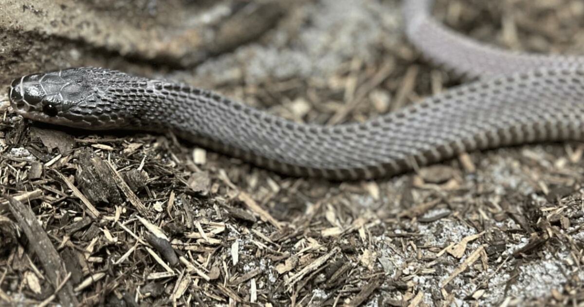 Order Up: File Snake Taxonomy! Quiz - By sparkblip