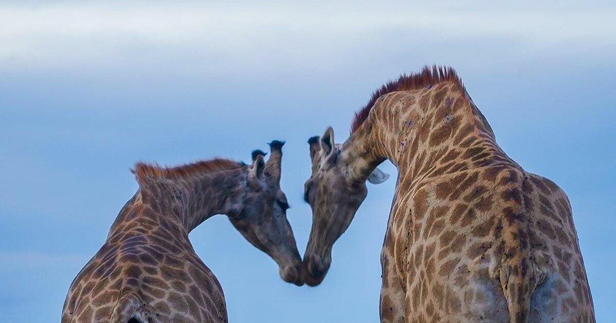 Animal Dating Profiles II Quiz - By OtisBushtail