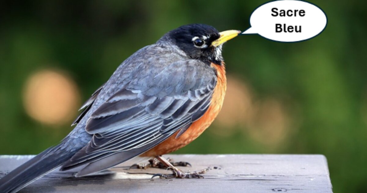 Get the Picture: Bird or French Curse Word? Quiz - By cgjackson222