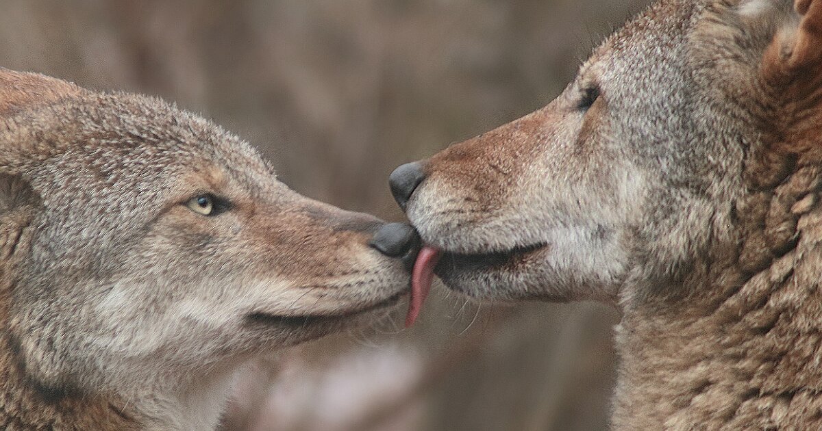 Animal Dating Profiles III Quiz - By OtisBushtail