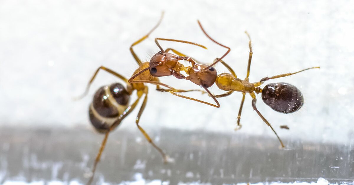 Animal Dating Profiles IV Quiz - By OtisBushtail