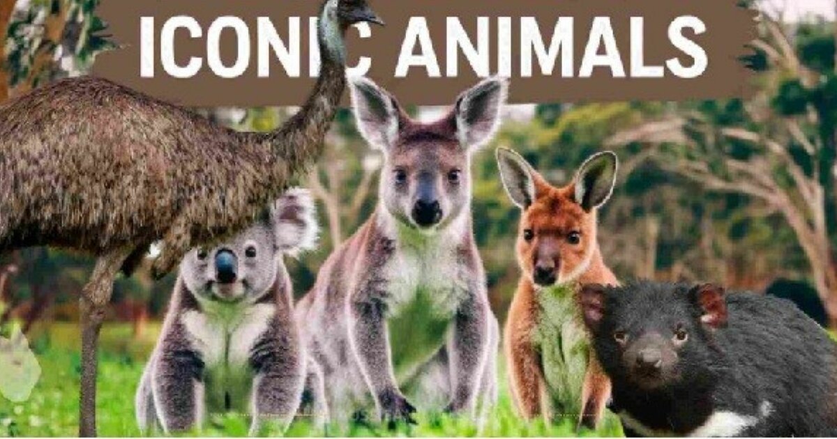 Mixed Word: Australian Iconic Animals Bucket List Guide Quiz - By Narduc