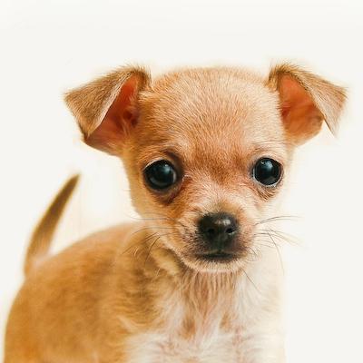 Real Dog Breeds Quiz