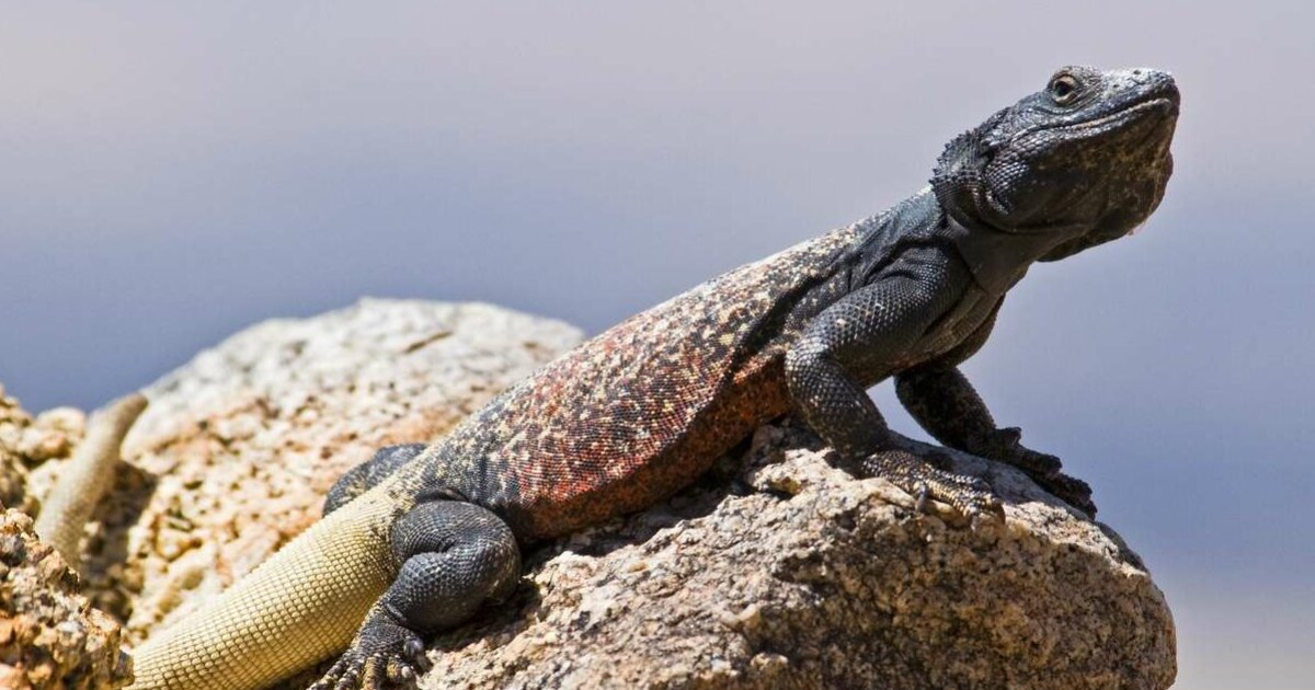 Animal Type Blitz: 'L' Quiz - By blairjaxon