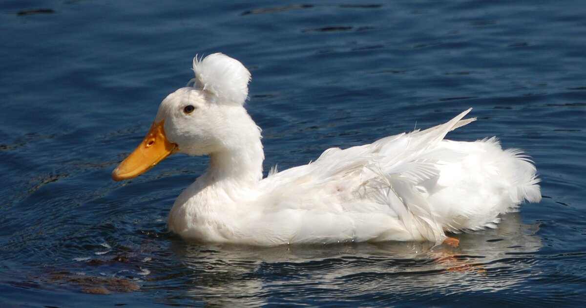 Order Up Word Ladder VI: DUCK Quiz - By rydeckib