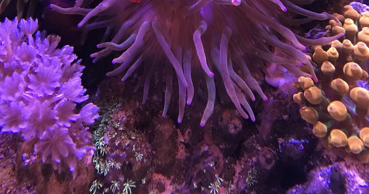 Marine Invertebrates Quick Pick Quiz - By nat4343