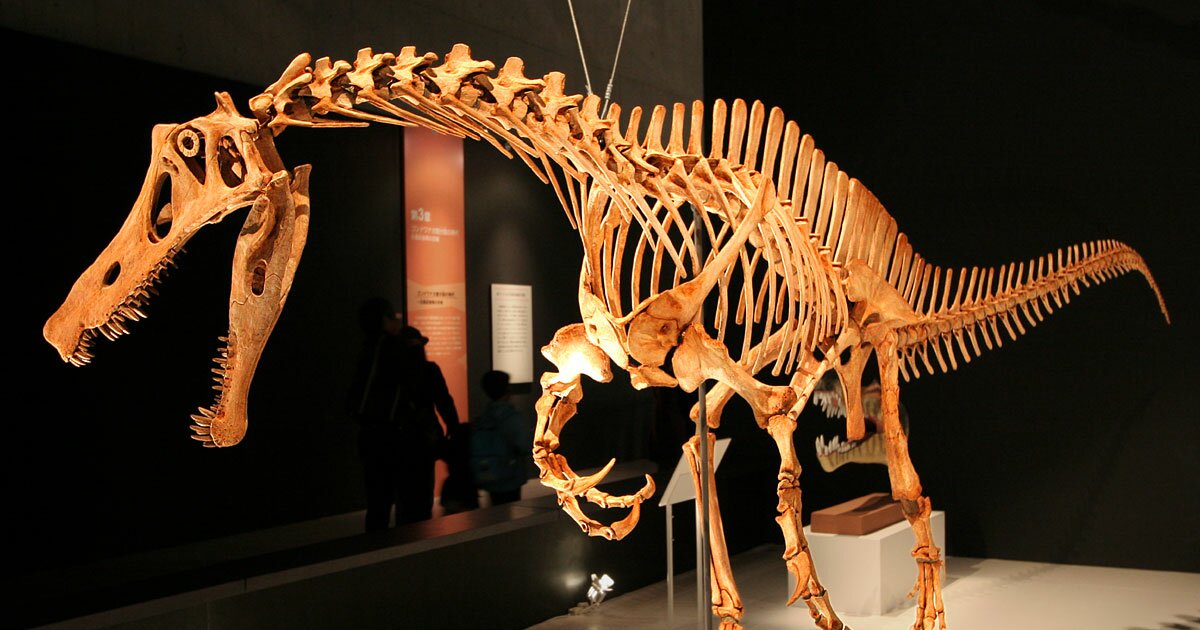 Every Spinosauridae Quiz - By dinoazkarahadyan