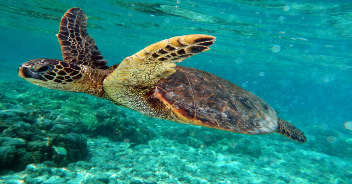 Turtle Names by Clue Quiz - By leviathan28