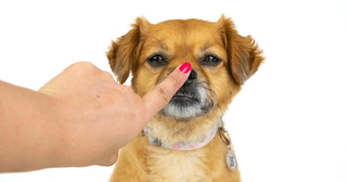 Spooky snoots that need a boopin' Quiz - By CGMFan1