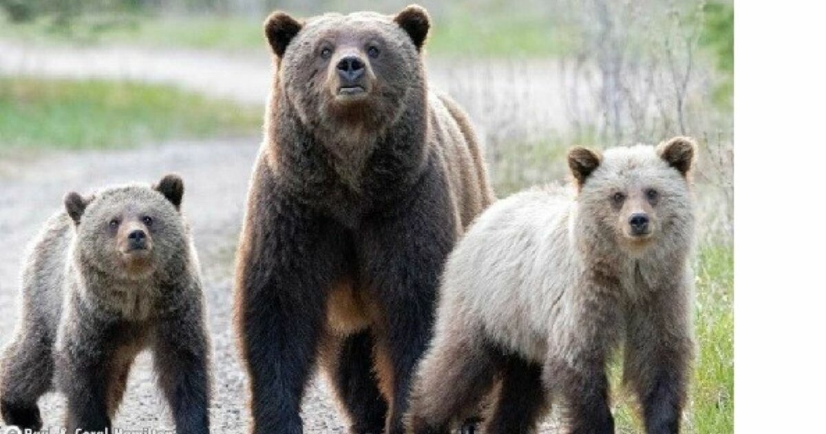 Get the Picture: Bears of Jasper National Park Quiz - By Narduc