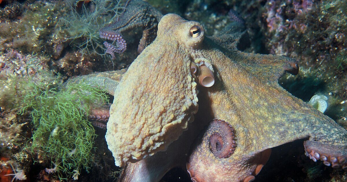 Phonetics: ˈænəməl Quiz - By riverbank