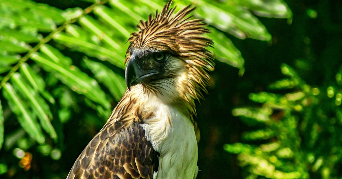 Philippines Banknotes Animals II Quiz - By vinipereira