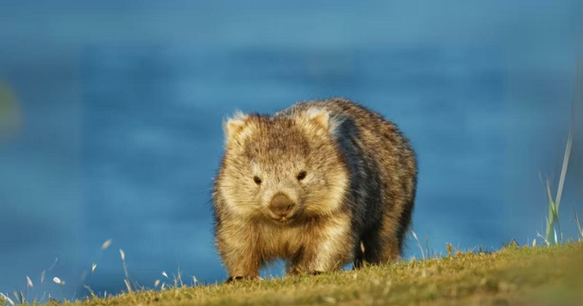 Order Up: Common Wombat Taxonomy! Quiz - By sparkblip