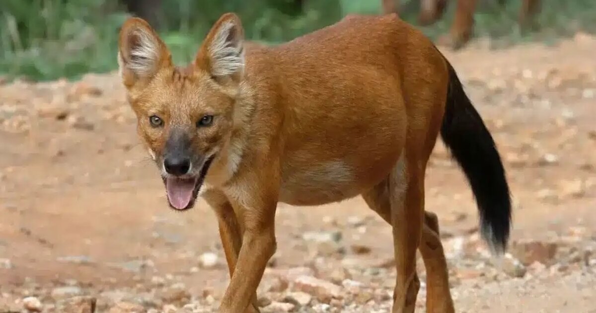 Animal Type Blitz: 'P' Quiz - By blairjaxon