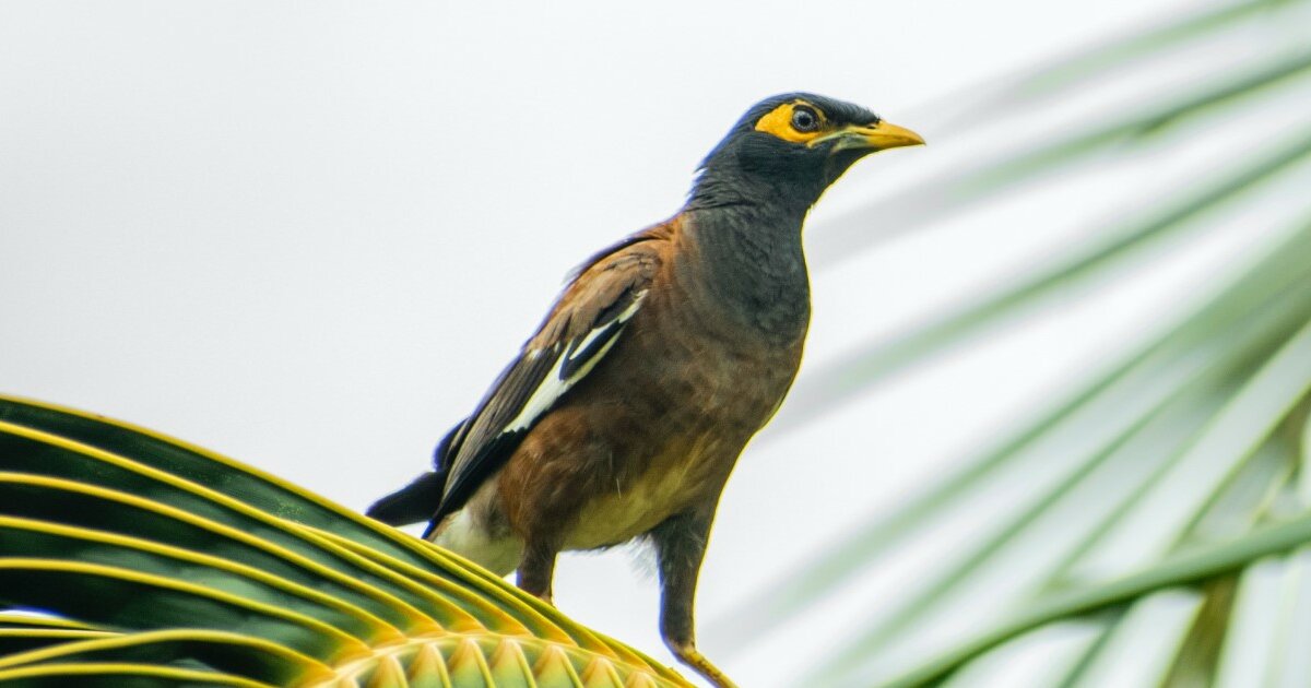 Native vs Introduced vs Pest vs Invasive Species Quiz - By aidenquizerr