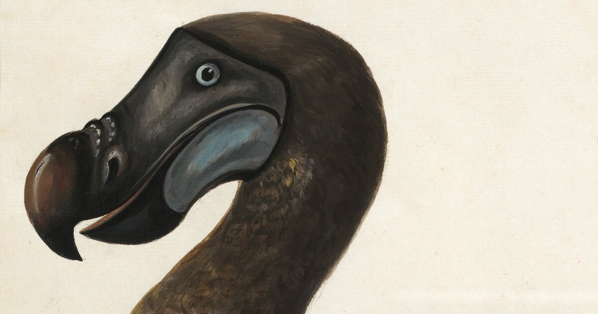 Extinct Animal Choice Quiz - By m-12609778