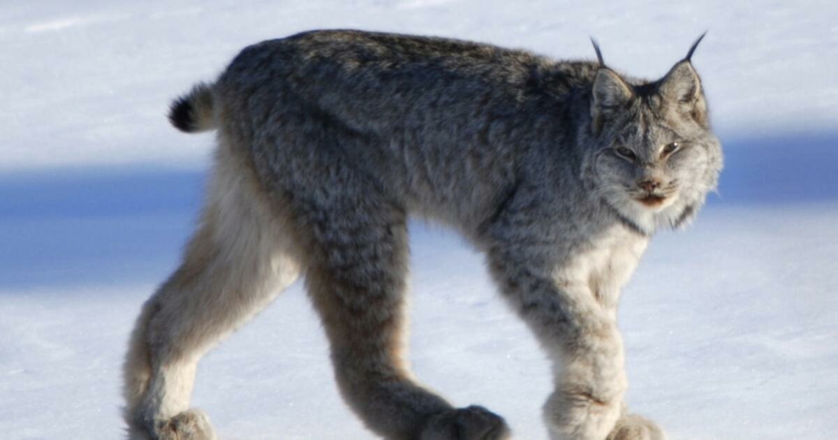 Order Up: Canada Lynx Taxonomy! Quiz - By sparkblip