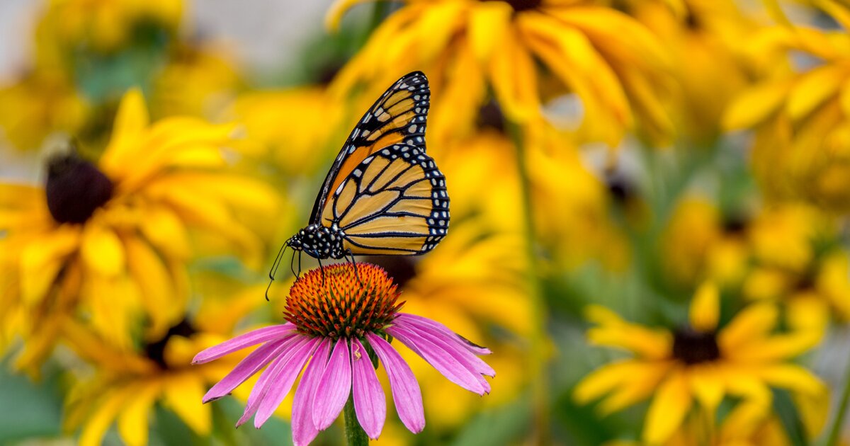 Insects in Canada Quiz - By HistoricaCanada