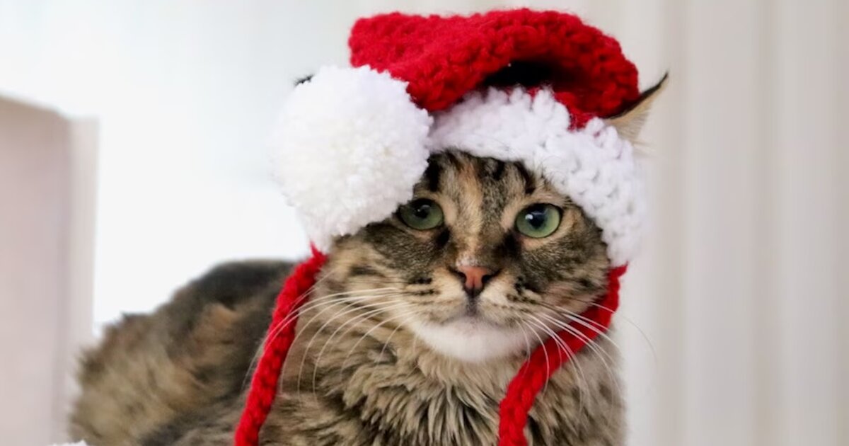6 Signs that Santa Claus is really a cat. Quiz - By CGMFan1