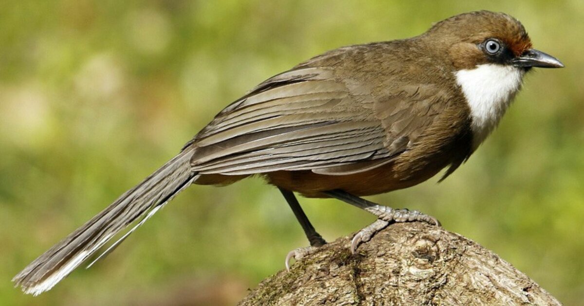 Types of Laughingthrush Quiz - By gabrielle-d932