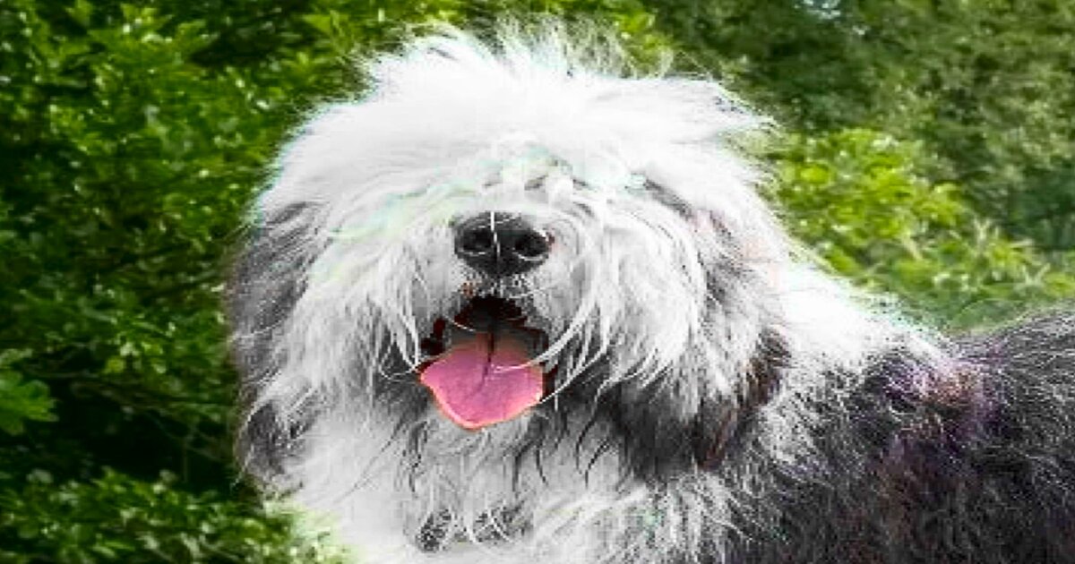 Animals Named From Two Other Animals (2) Quiz - By BBoy77