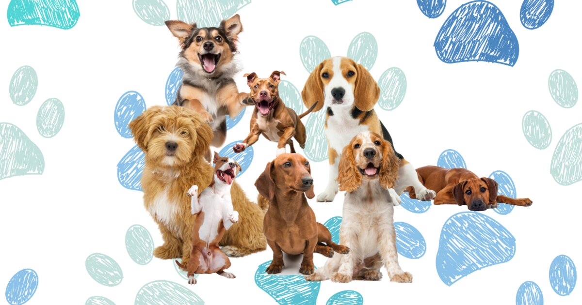 Movie Dog Breed Matching Quiz - By elocag