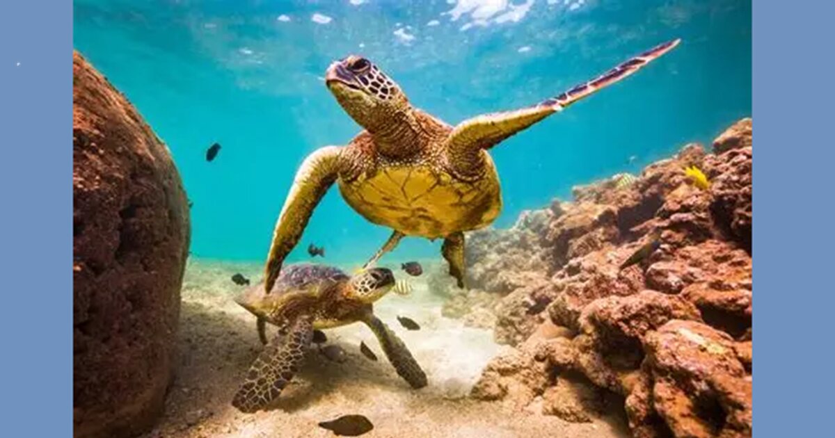 Mixed Word: Under the Sea Quiz - By purpleporpoise