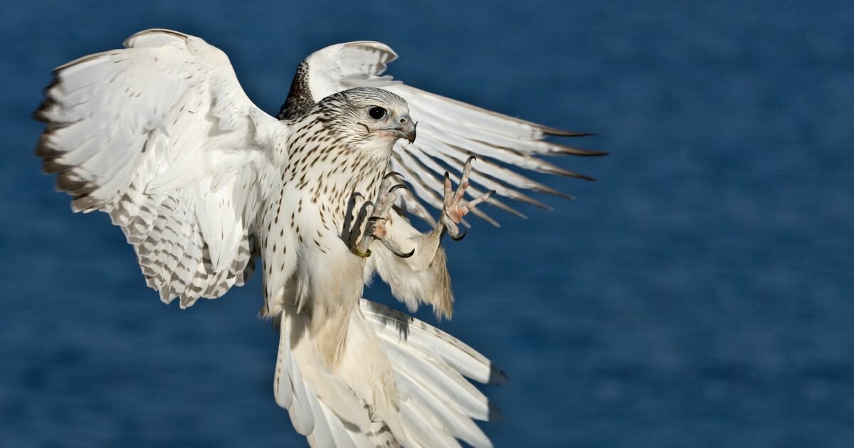 Word Hunt: National Animals of Europe Quiz - By Pigeonface