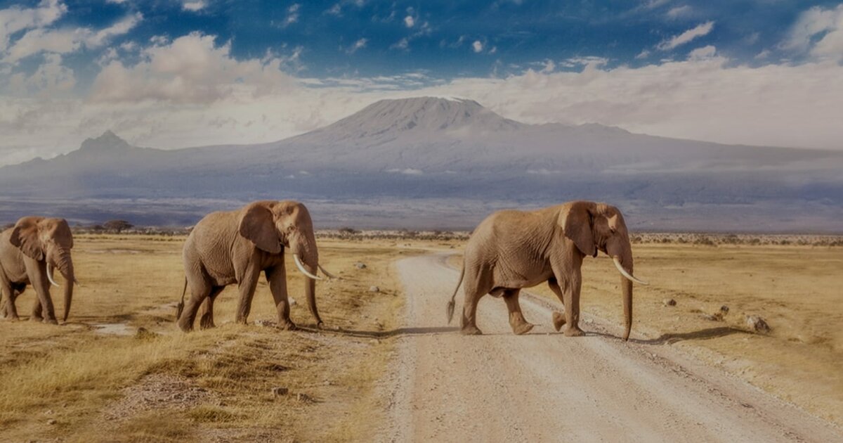 4x4 African Words Quiz - By OpalCantDance