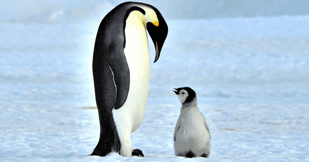 Word Hunt: Penguin Terms Quiz - By kjeverhart