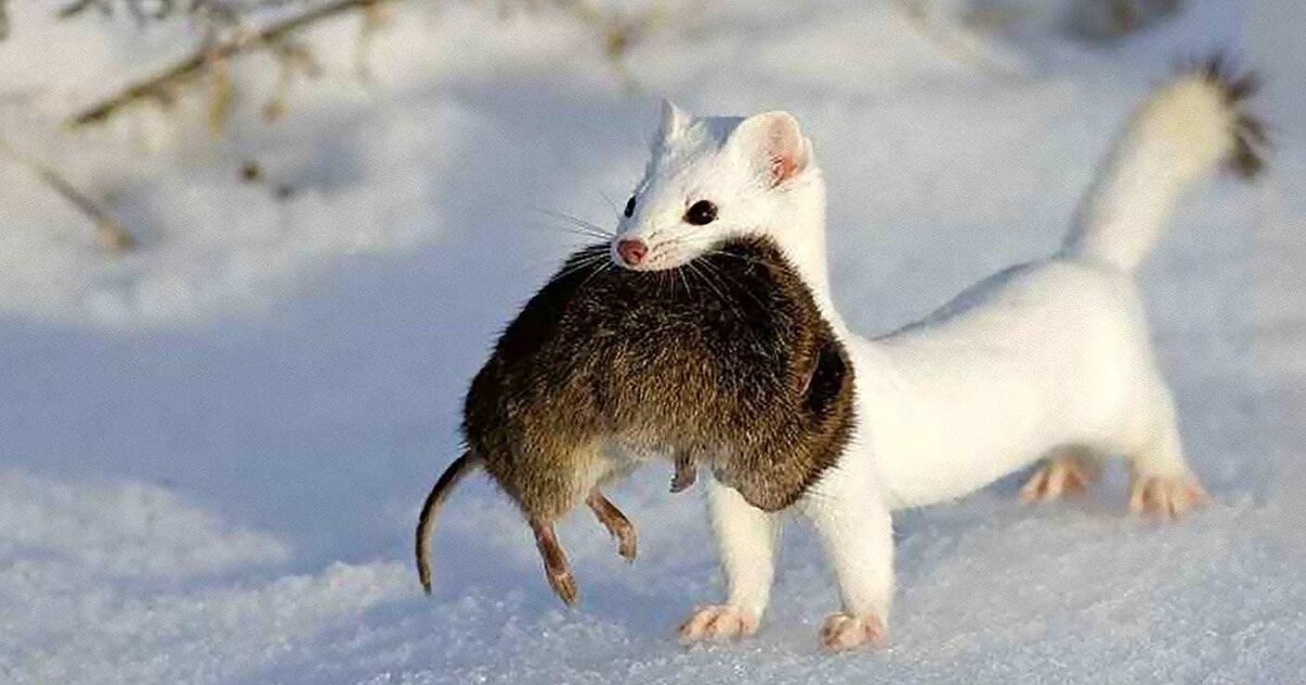 Mammals of Nova Scotia 1 Quiz - By Irritator