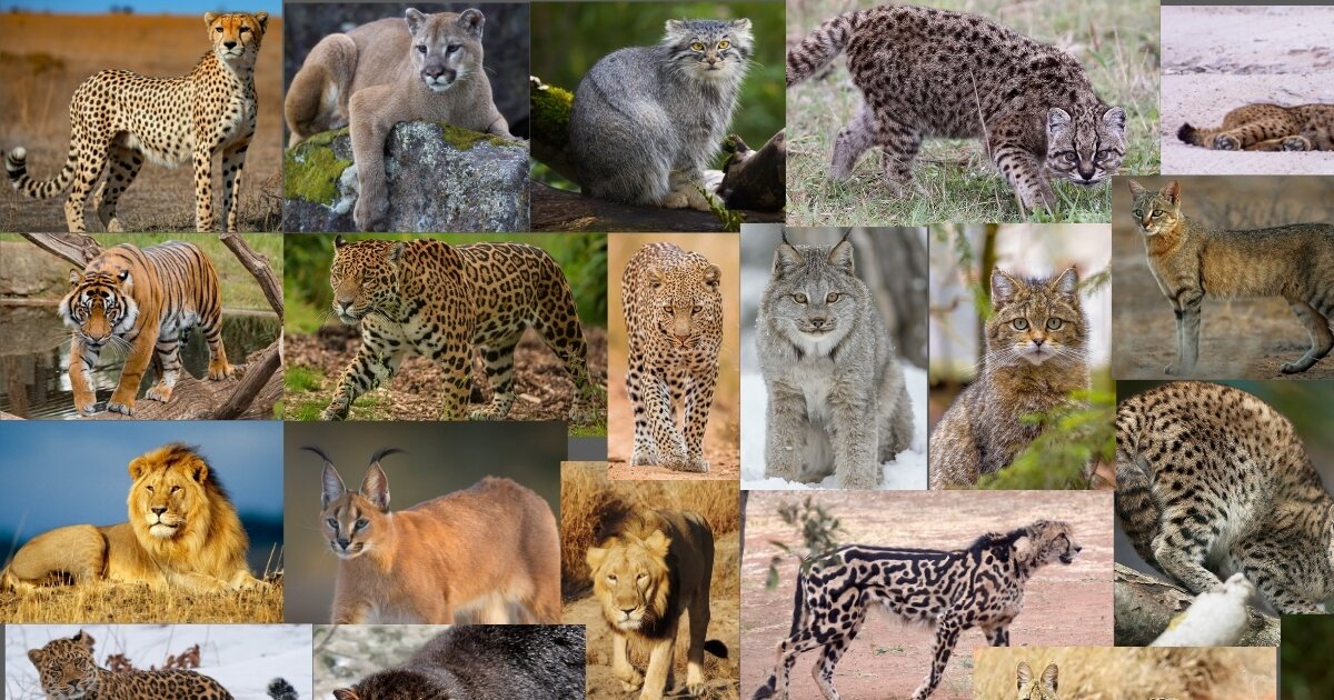 Pick the cat Quiz - By Emma-Winnard