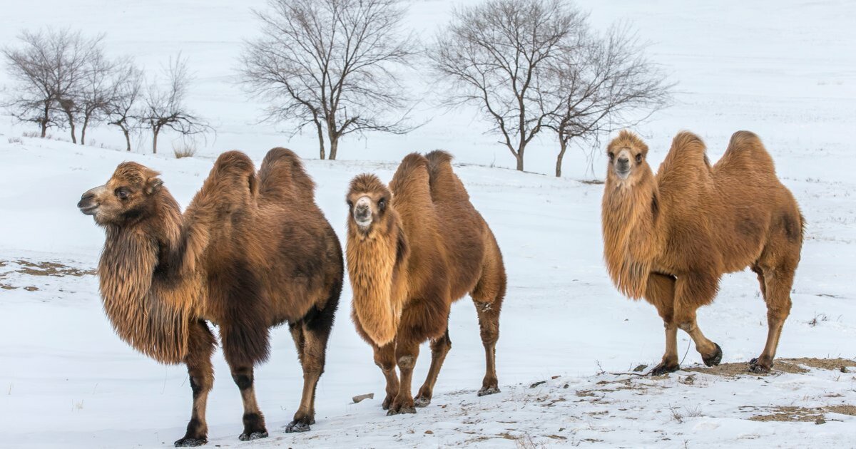 5 Italian Animals 5 Dutch Animals Blitz Quiz - By Impsman