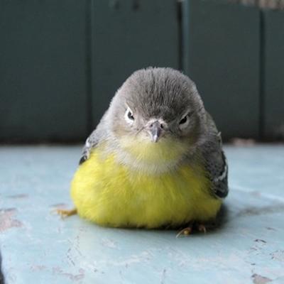 Animal Clichés Quiz