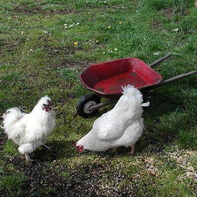 Click a Poem: The Red Wheelbarrow Quiz