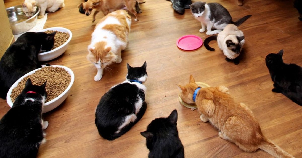 The Cat House (Logic Puzzle) Quiz