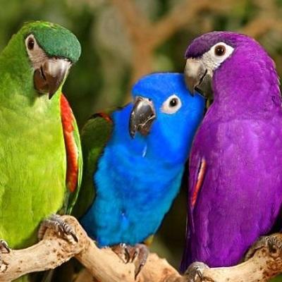 Famous Colorful Characters Quiz