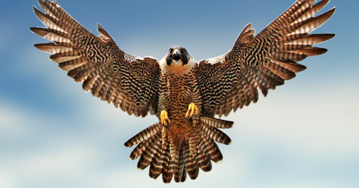 Slideshow: Raptors in Flight Quiz - By zaphenath
