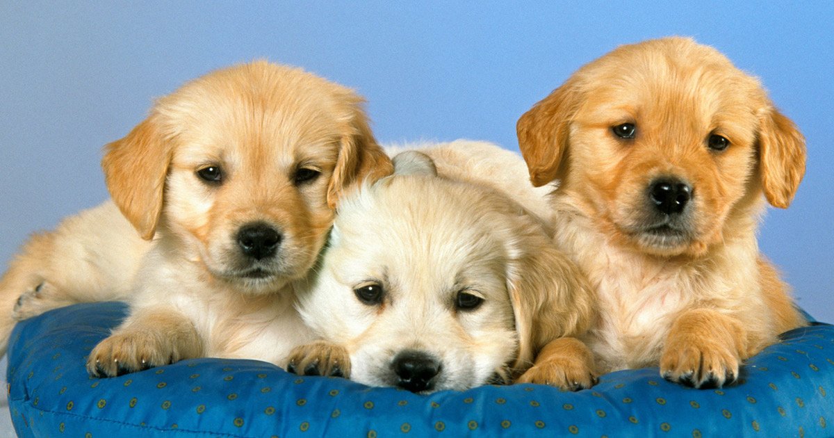 Woof Woof Quack Boom Quiz