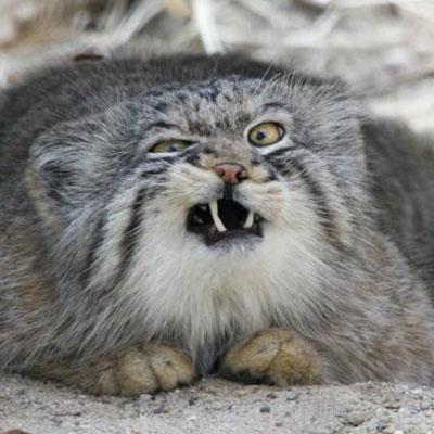 Clickable Cat Jokes Quiz