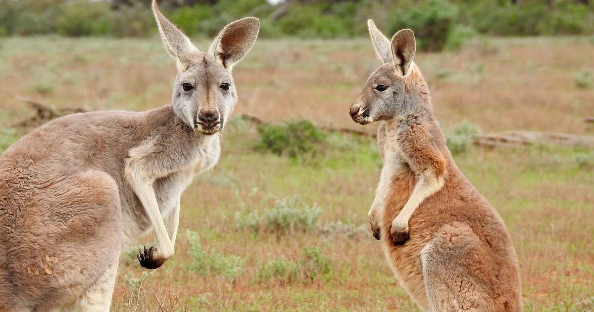 'K' Natural World Quiz